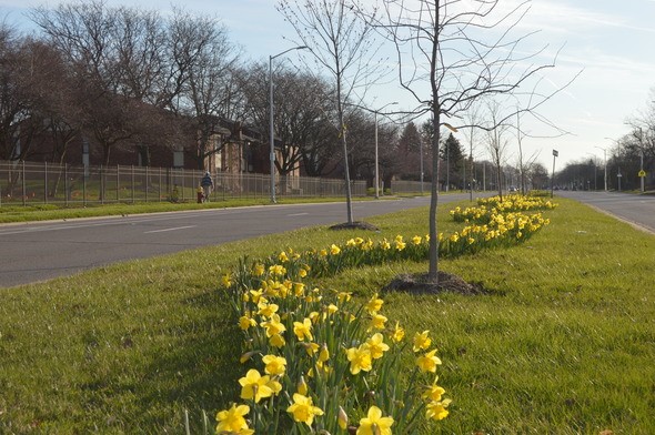 Nothing says Spring in Detroit like 1 million daffodils | The Michigan ...
